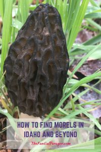 How to Find Morel Mushrooms in Idaho and Beyond: A Comprehensive ...