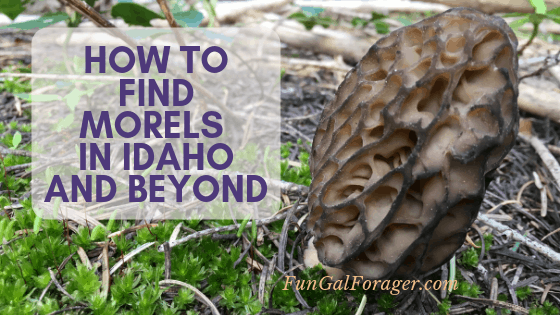 How to Find Morels in Idaho and Beyond: A Comprehensive Beginner's ...