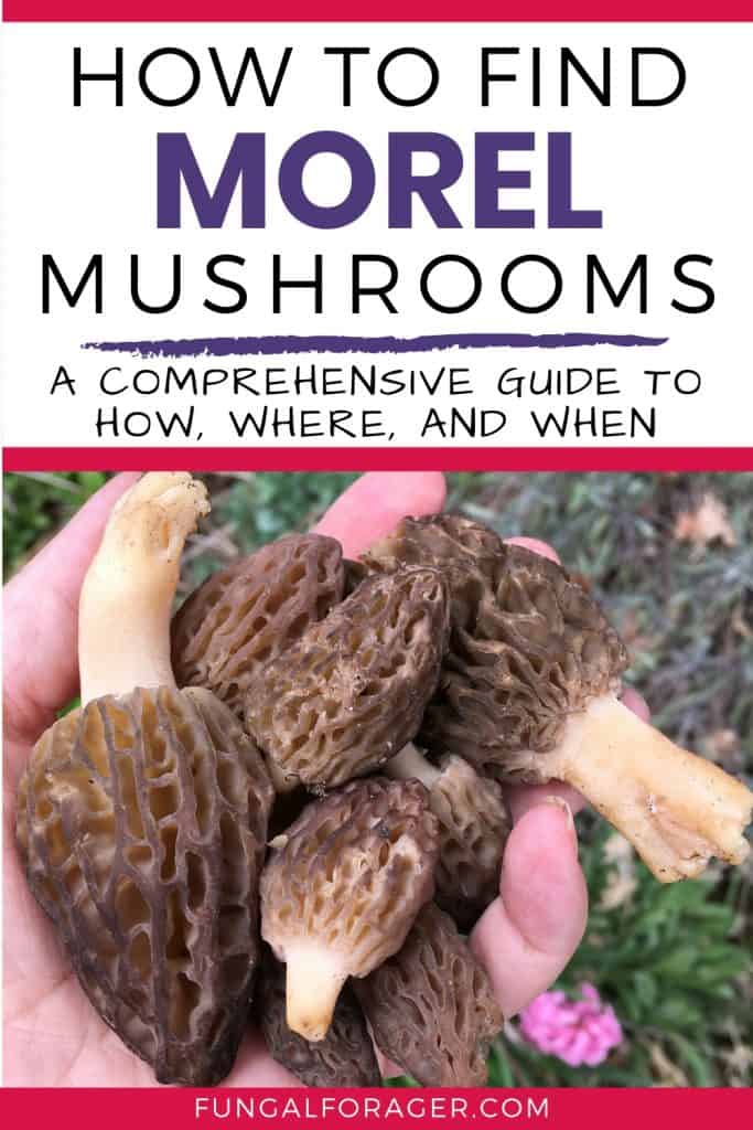 How to Find Morel Mushrooms in Idaho and Beyond: A Comprehensive ...