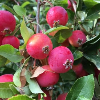 A Wild Food Foraging Course | The FunGal Forager